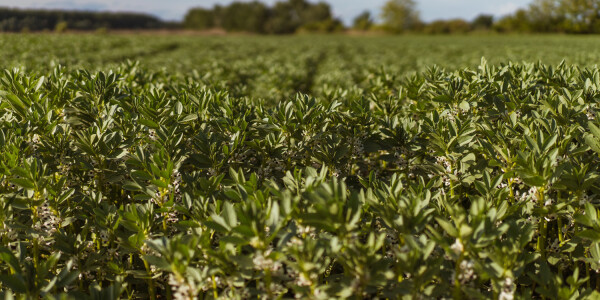 Bob je sve popularnija biljna kultura, traže se kooperanti! - Ratarstvo ...