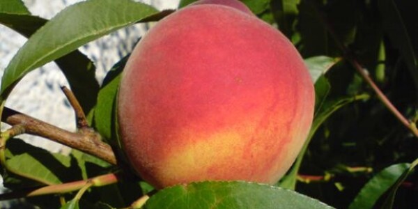 Domaća breskva preplavila tržište - Voćarstvo | Agroklub.com