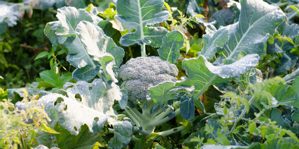 Brokula: Kako uzgojiti ranoproljetne kultivare - Povrćarstvo | Agroklub.com