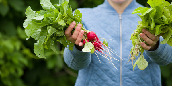 Posijte u rujnu, jedite već u listopadu - brzorastuće povrće ...