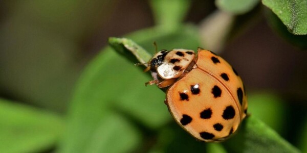 Azijske bubamare prave štete u poljoprivredi i izazivaju alergiju kod ...