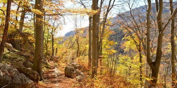 Bukove šume pod zaštitom UNESCO-a - Šumarstvo | Agroklub.com