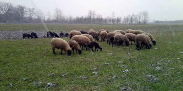 Čokanska cigaja i dalje na banatskim pašnjacima - Stočarstvo | Agroklub.rs