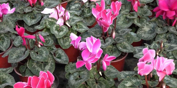 Vrijeme kada ciklama cvjeta: Kako je sada zalivati, a kako kada opadne ...