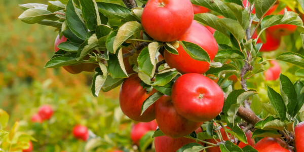 Šta su klupske sorte jabuke? Evo TOP 10 najpoznatijih - Voćarstvo ...