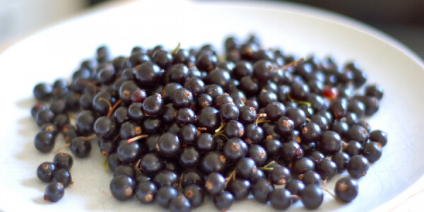 Crna ribizla - potencijal Babušnice - Voćarstvo | Agroklub.rs