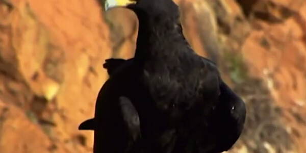 U Srbiji zimuje oko 200.000 ptica vodenih staništa - Šumarstvo ...