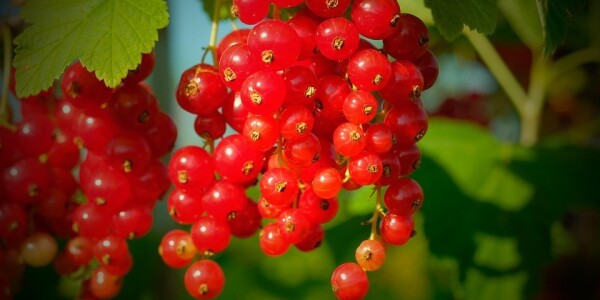 Što je potrebno da biste posadili ribiz? - Voćarstvo | Agroklub.com