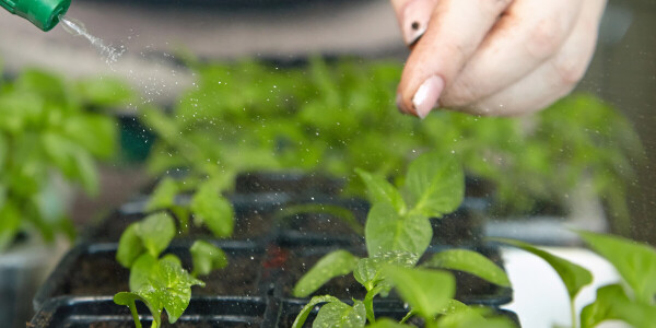 Organsko povrtarstvo u našim uslovima: Kako početi, čime đubriti i na ...