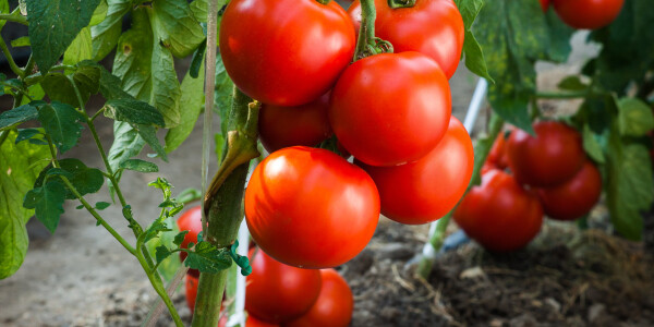TOP 10 ranih sorti i hibrida paradajza - Povrtarstvo | Agroklub.rs