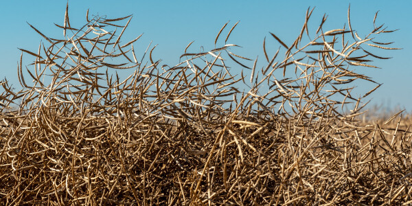 Pali prvi ugovori za uljanu repicu novog roda - cena od 49,57 do 50,34 ...