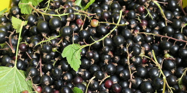 Crna ribizla: Malo prskanja, a mnogo načina prerade sirovine ...