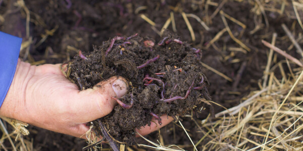 Kako uzgajati kalifornijske gliste u kućnim uslovima? - Eko proizvodnja ...