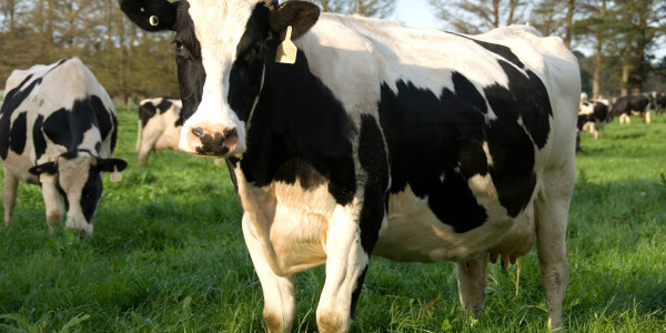 Belgolštin - nova rasa goveda sa odličnom mlečnošću - Stočarstvo ...