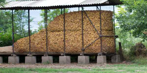 Predstoji nam berba kukuruza - šta je bitno prilikom skladištenja ...