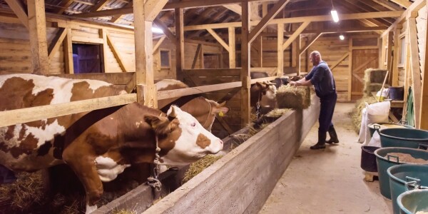 Kod osam krava u BiH utvrđena bruceloza, zaražen i vlasnik - Stočarstvo ...