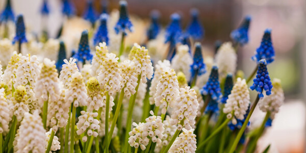 Grozdasti zumbul se može uzgajati i na prozorskoj dasci - Ukrasno i ...