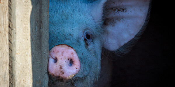 Novi slučaj afričke svinjske kuge nedaleko hrvatske granice ...