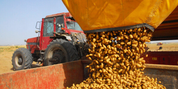 Koja EU zemlja proizvodi najviše krompira? - Povrtarstvo | Agroklub.rs