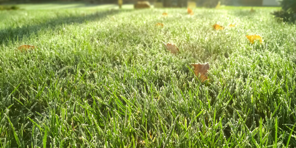 Kako sprečiti pojavu glista na travnjaku? - Ukrasno i lekovito bilje ...