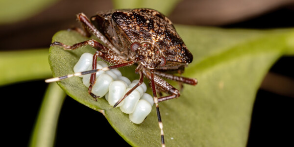 U suzbijanju smrdibuba pomaže parazitska osica - Poljoprivredne vesti ...