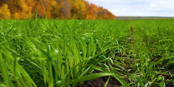 Prognoza globalne proizvodnje žitarica ostala je stabilna - Ratarstvo ...