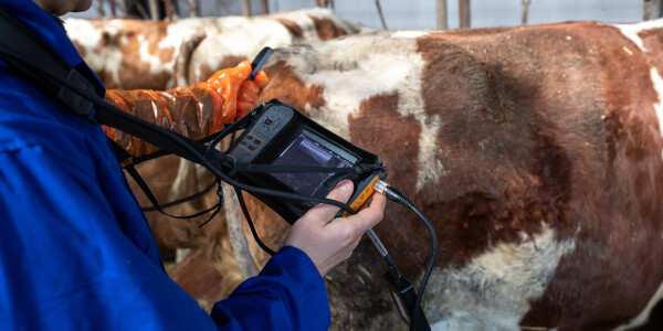 Jalova krava ne mora na klanje, isplativije je riješiti problem - Stočarstvo | Agroklub.com