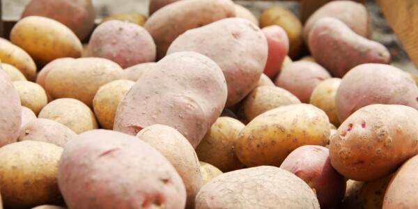 Stare i nove sorte krompira - koje prve prispijevaju, a koje su ...