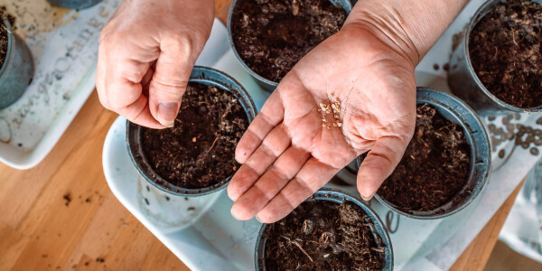 Sjetva za proizvodnju presadnica: Što se sije početkom zime ...
