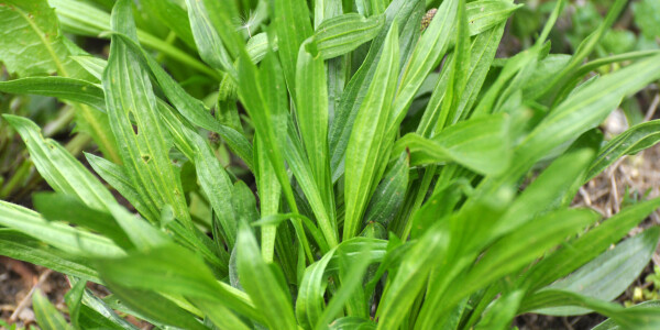 Uskolisni trputac dobar kao hrana za stoku? - Stočarstvo | Agroklub.com