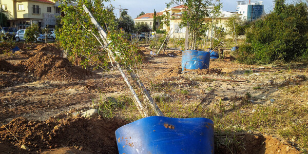 Kako uzgajati šipak/nar - od podizanja nasada do berbe? - Voćarstvo ...