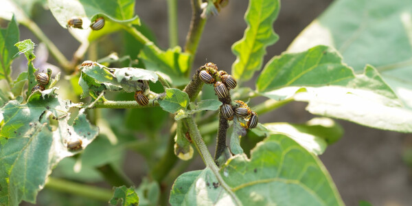 Zlatica krumpira na patlidžanu: Oprezno s upotrebom insekticida - što ...
