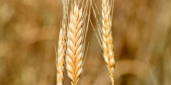 Jednozrnac - raste tamo gde pšenica ne može - Ratarstvo | Agroklub.rs
