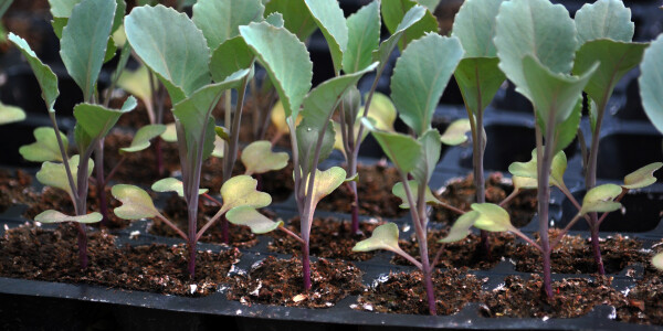 Kako proizvesti rasad kupusa? - Povrtarstvo | Agroklub.rs