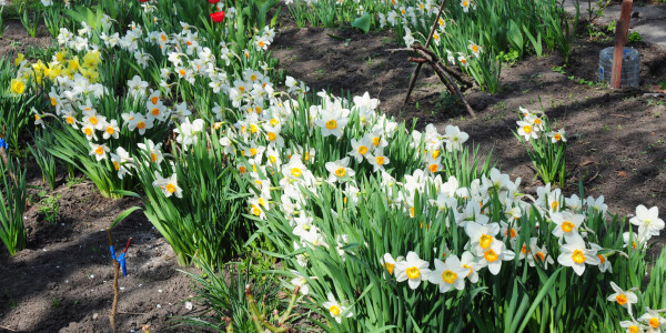Sadnja jesenjih lukovica - oprez sa dezinfekcijom i đubrenjem - Ukrasno i lekovito bilje ...