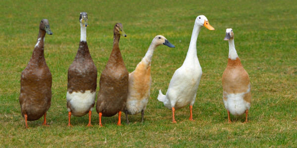 Indijske patke trkačice višestruko su korisne - Stočarstvo | Agroklub.com