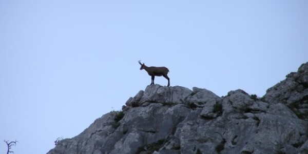 Sve više divokoza na velebitu - Seoski turizam | Agroklub.com