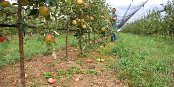 Slabo bujne podloge su i dalje smjer u kojem će se voćarstvo razvijati ...