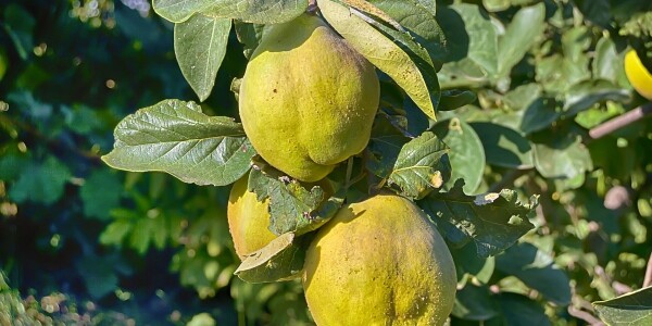 Kako pripremiti zemljište za sadnju dunje i odabrati dobre sadnice ...