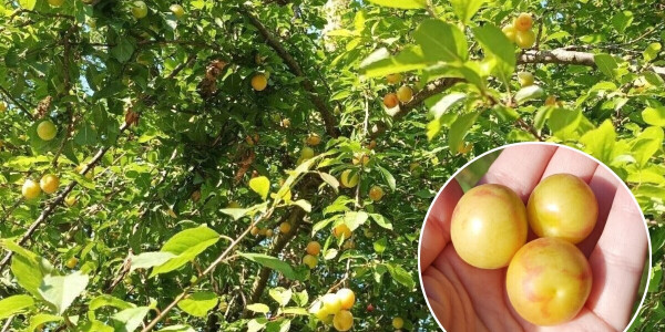 Ringlov je ustvari šljiva: Zašto bi ju trebali više konzumirati ...