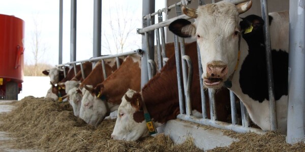 Alge u ishrani krava smanjuju emisije metana za 82 odsto? - Stočarstvo ...