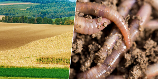 Gliste nam svake godine obezbede proizvodnju 140 miliona tona hrane ...