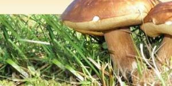 Gljive i što znate o njima - Agrohobi | Agroklub.com