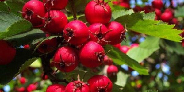 Glog - ljekovito bilje - Ukrasno i ljekovito bilje | Agroklub.com