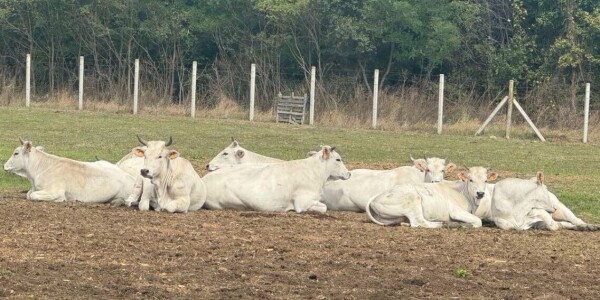 Najveća rasa goveda na svetu od ove godine u domaćinstvu Janković ...