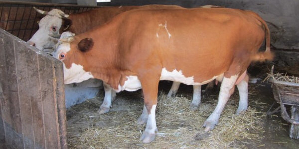 Naturalna razmena za mleko - Stočarstvo | Agroklub.rs