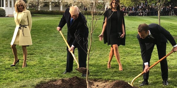 Nestao hrast kitnjak kojeg je Macron poklonio Trumpu - Šumarstvo ...