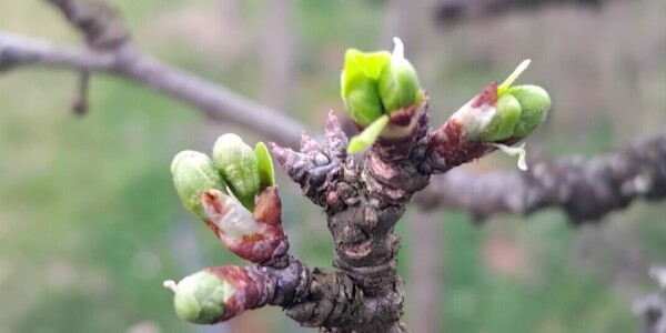 Nije dobro: Procvetali ringlovi i breskve, uskoro će i ostale voćne ...
