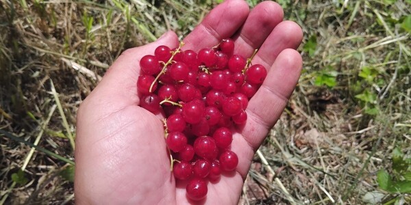 Neuništiva crvena ribizla: Voli sunce i bijeli luk, a neke voćke ne ...