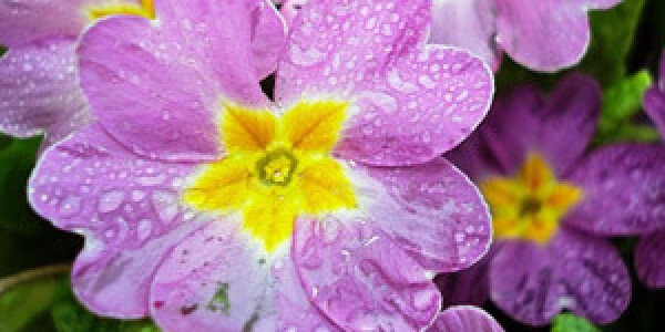 Jaglac - Ukrasno i ljekovito bilje | Agroklub.com